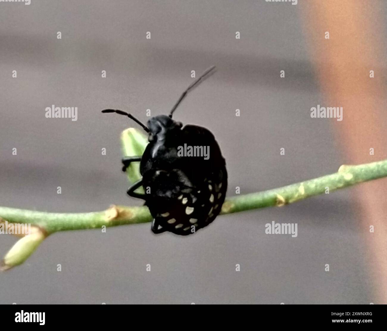 Southern Green Stink Bug (Nezara viridula) Insecta Stock Photo - Alamy