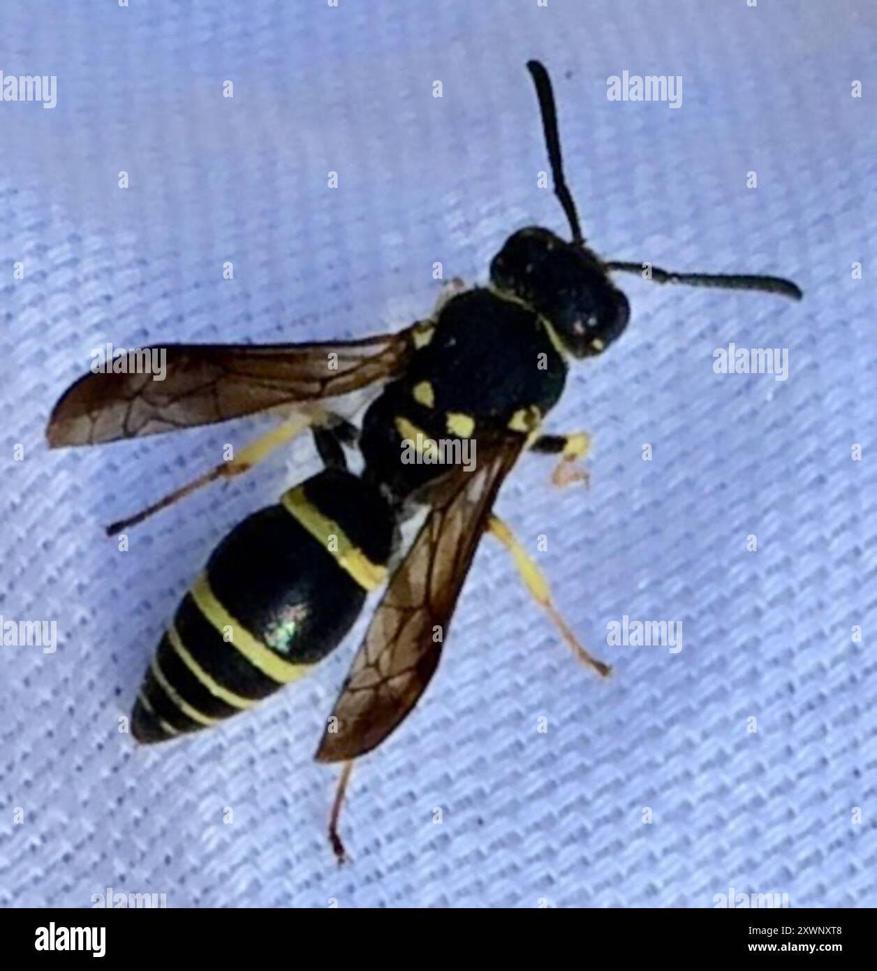 Bramble Mason Wasp (Ancistrocerus adiabatus) Insecta Stock Photo - Alamy