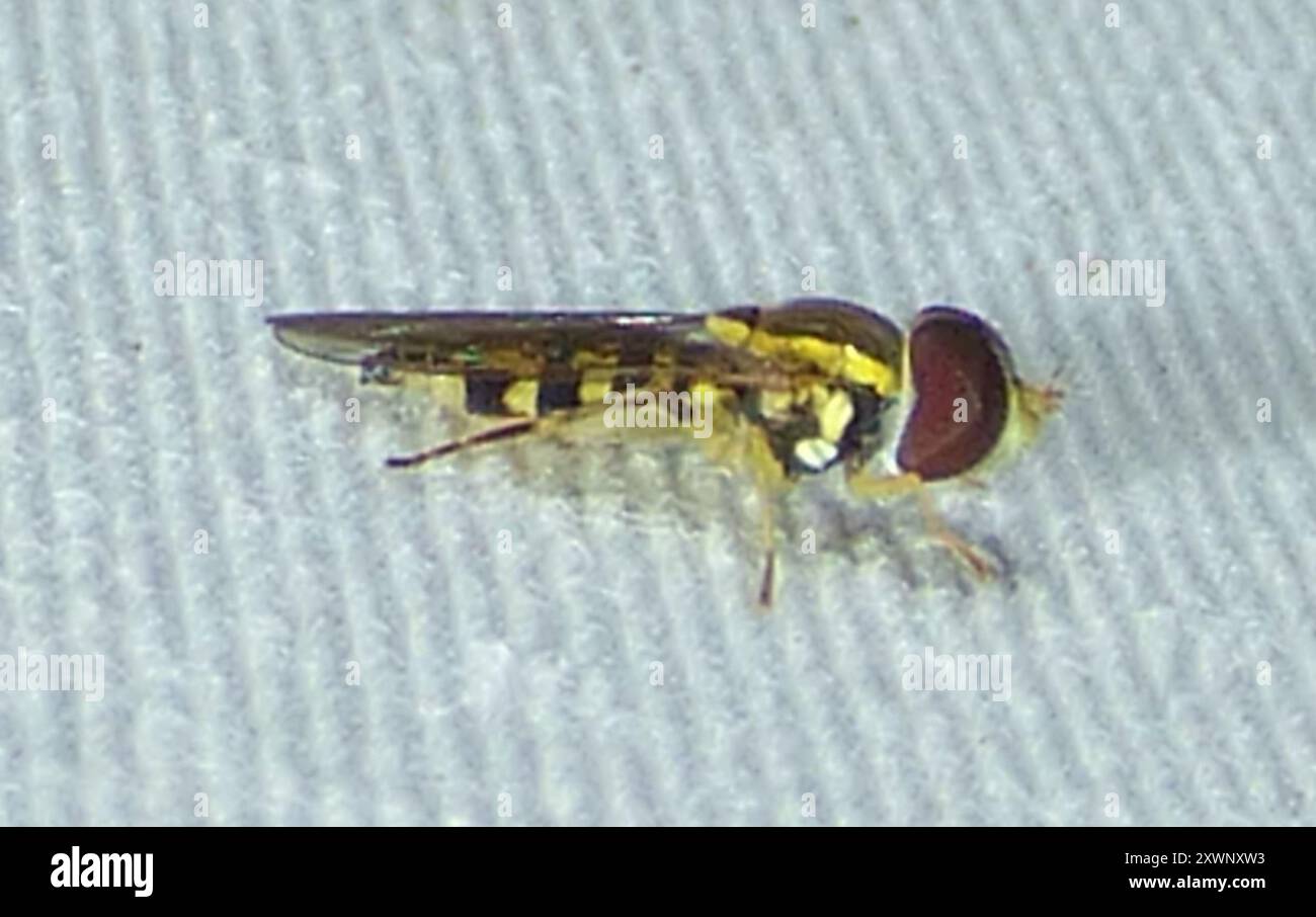 Eastern Calligrapher (Toxomerus geminatus) Insecta Stock Photo - Alamy