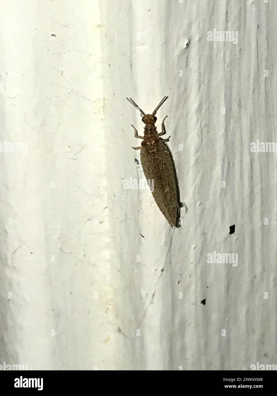 Antique Brown Lacewing (Micromus subanticus) Insecta Stock Photo - Alamy