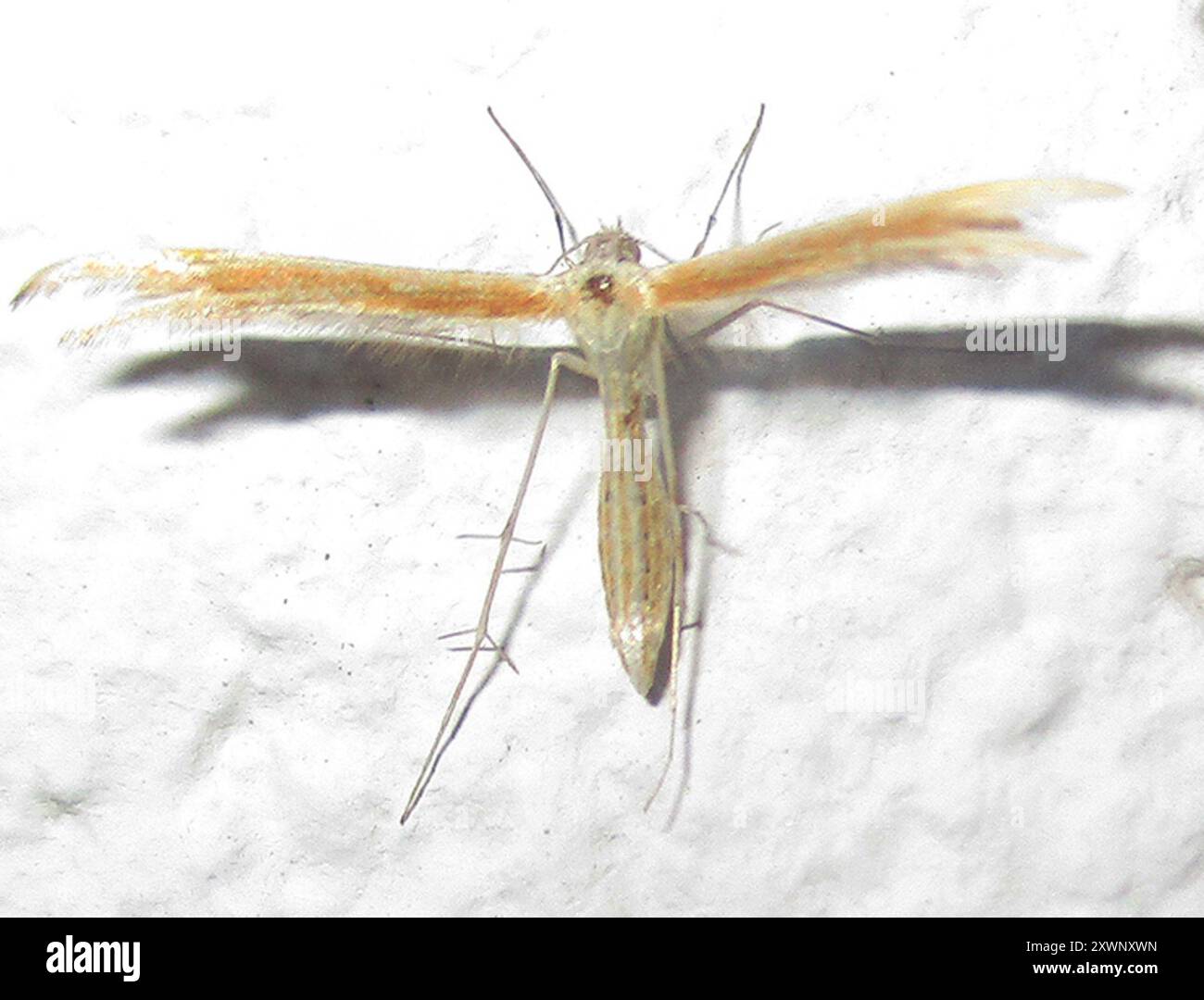 Plume Moths (Pterophoridae) Insecta Stock Photo - Alamy