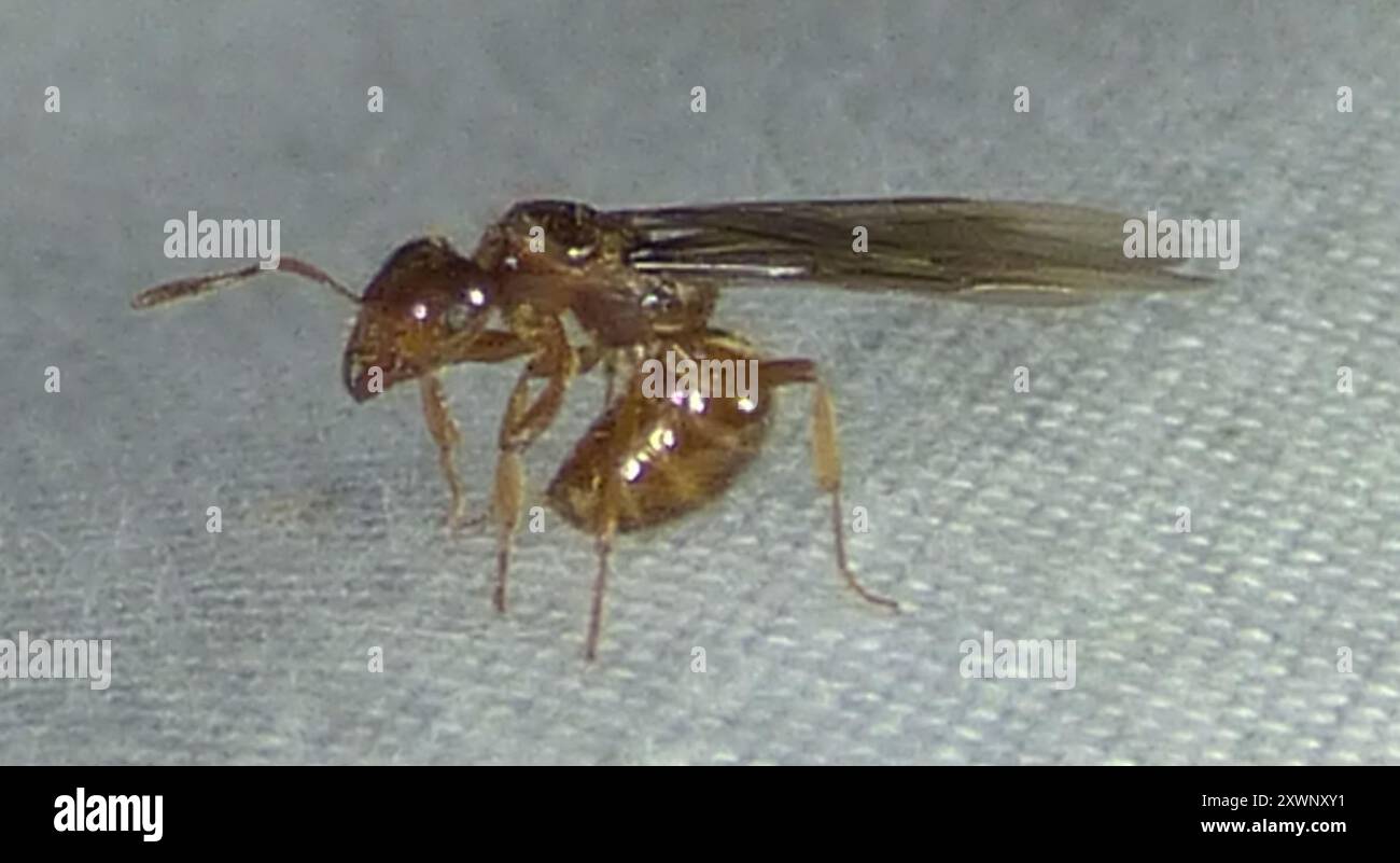 Acanthomyops hi-res stock photography and images - Alamy