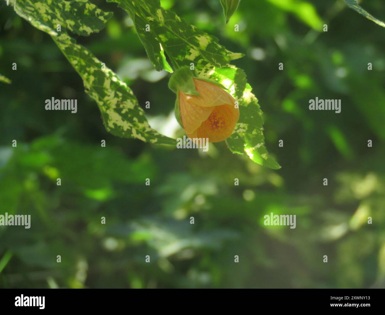 Redvein Abutilon (Callianthe picta) Plantae Stock Photo - Alamy