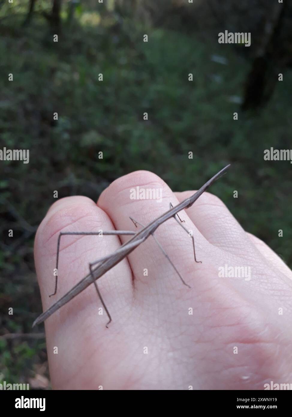 Neotropical Stick Grasshoppers (Proscopiidae) Insecta Stock Photo - Alamy