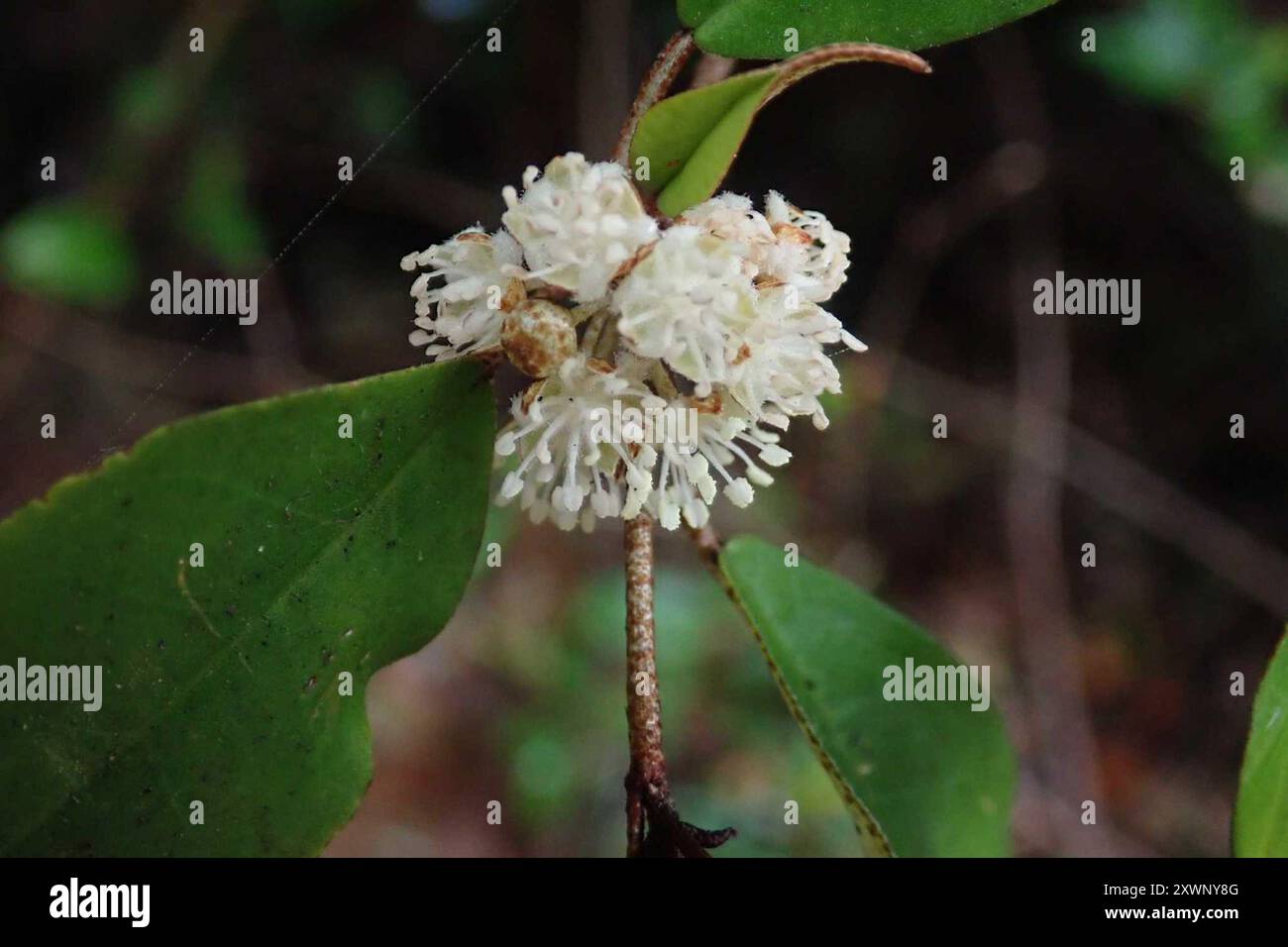 Lesser Lavender Croton (Croton pseudopulchellus) Plantae Stock Photo ...