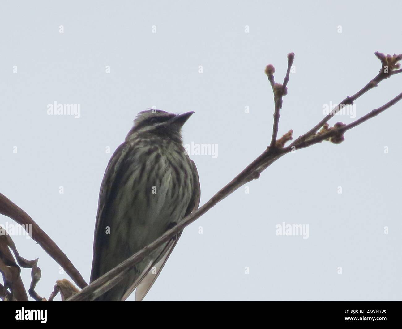 Variegated flycatcher hi-res stock photography and images - Alamy