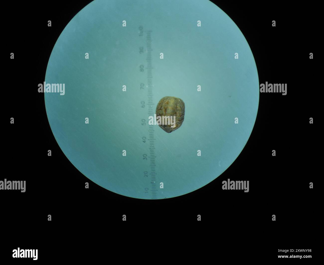 (Knoxia sumatrensis) Plantae Stock Photo - Alamy