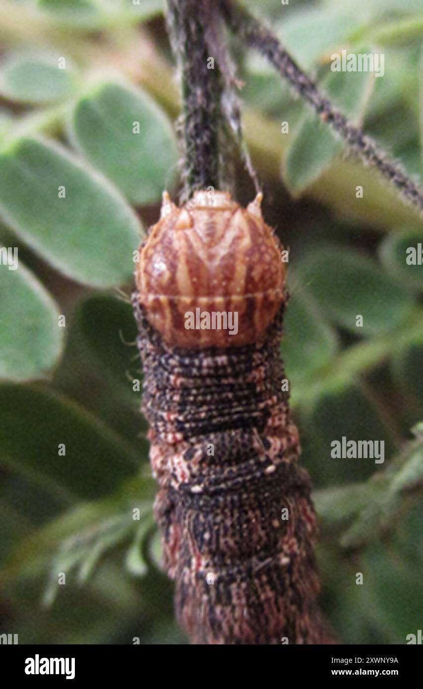 Underwing, Tiger, Tussock, and Allied Moths (Erebidae) Insecta Stock ...