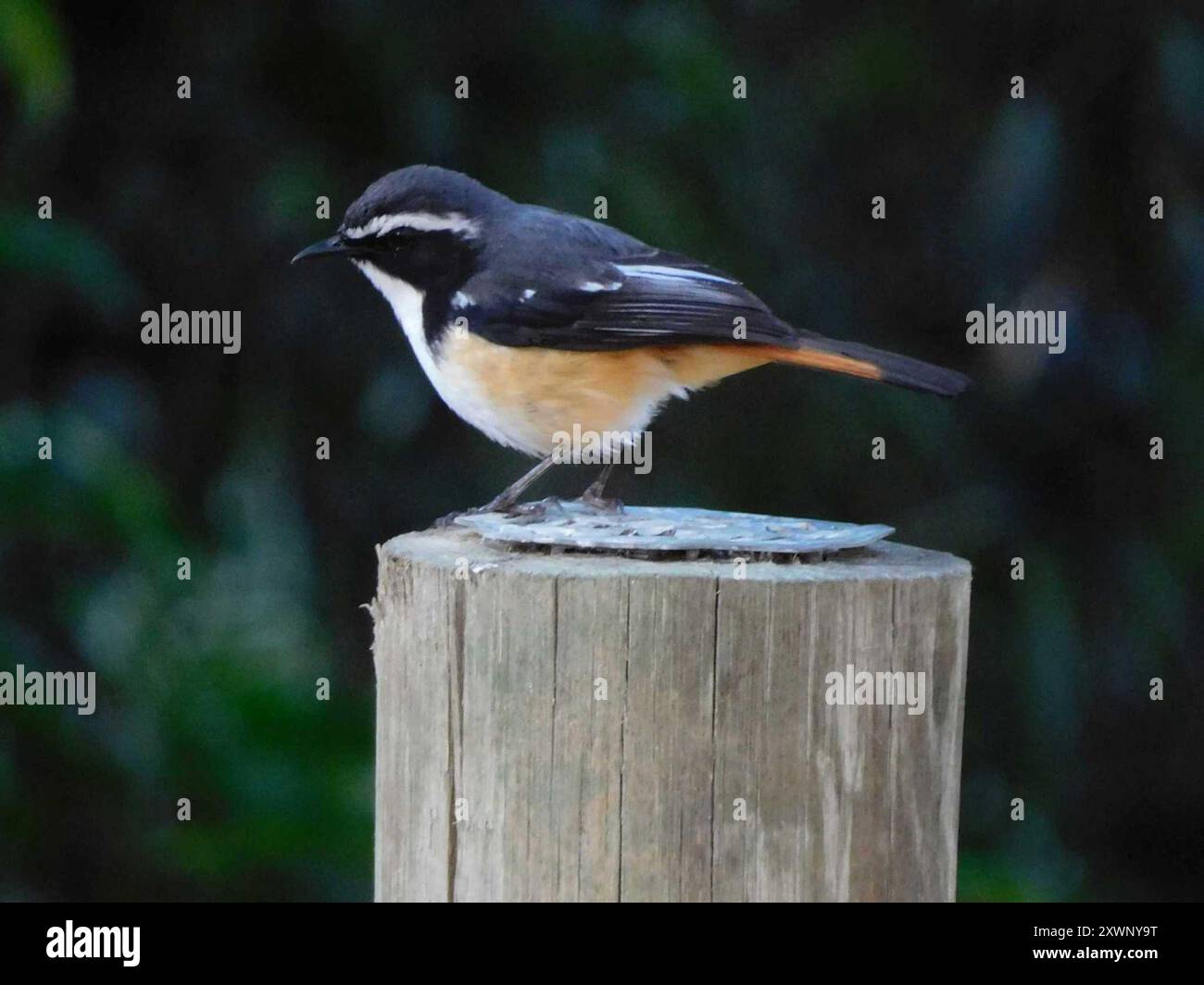 White-throated Robin-Chat (Cossypha humeralis) Aves Stock Photo - Alamy