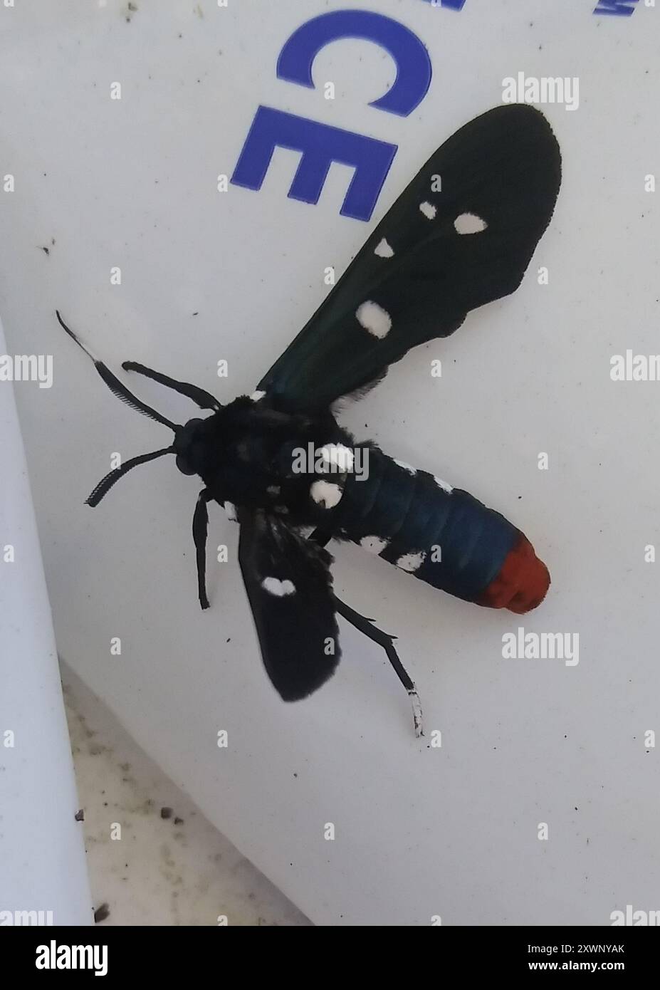 Polka-Dot Wasp Moth (Syntomeida epilais) Insecta Stock Photo - Alamy