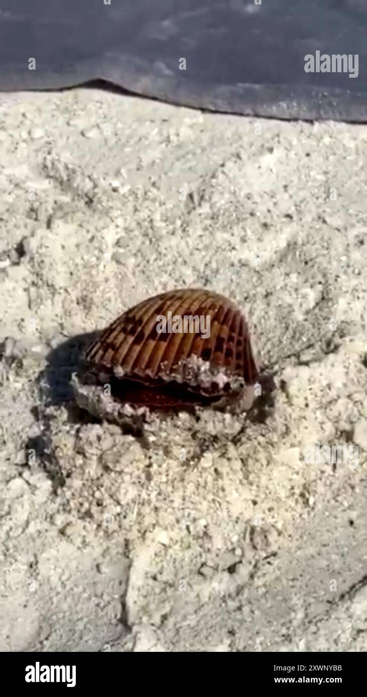 Giant Atlantic Cockle (Dinocardium robustum) Mollusca Stock Photo - Alamy