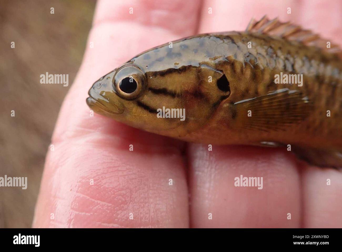 Cape Kurper (Sandelia capensis) Actinopterygii Stock Photo - Alamy