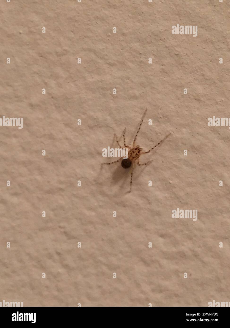 Common Spitting Spider (Scytodes thoracica) Arachnida Stock Photo - Alamy