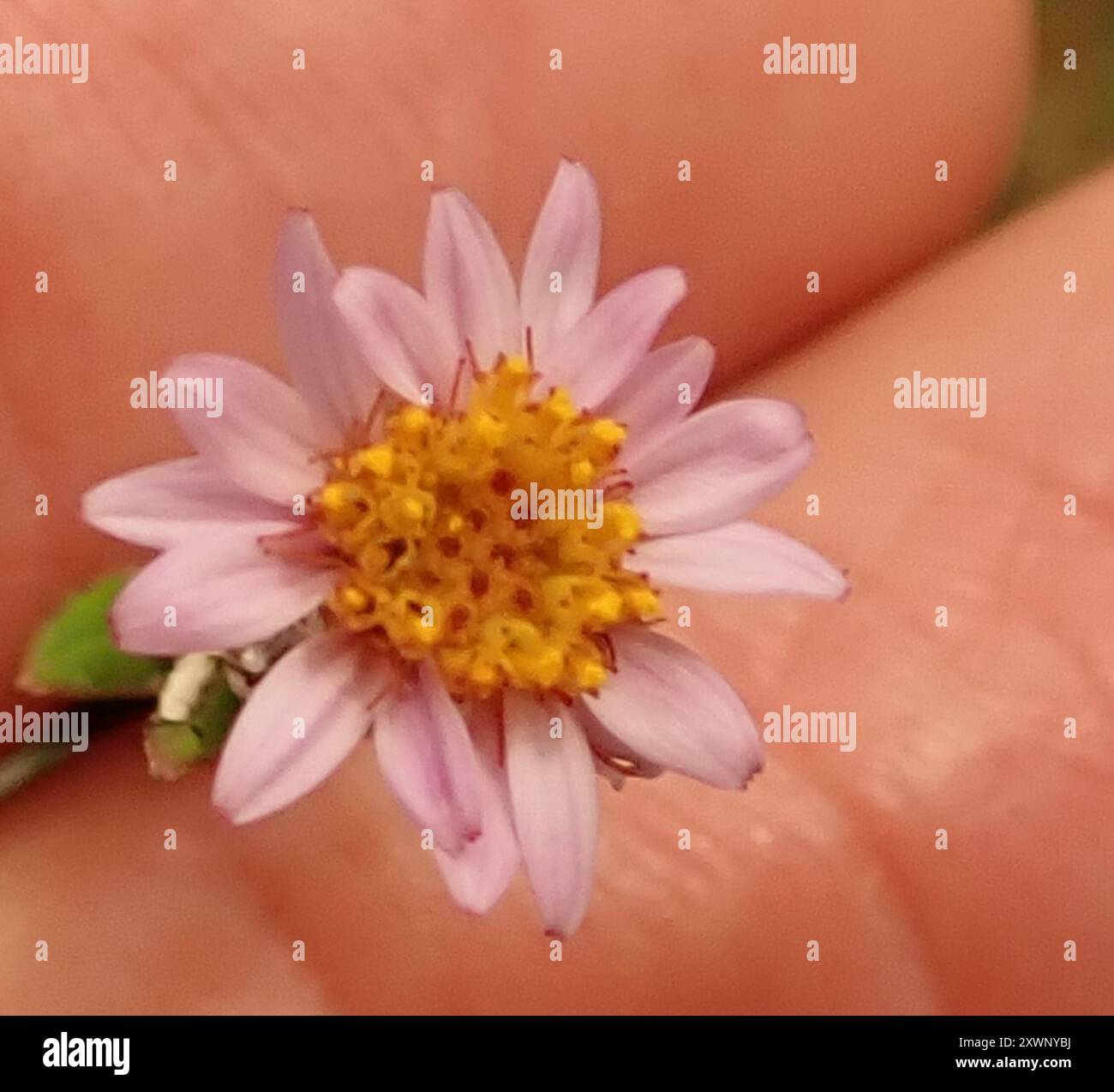 Bushman Tea (Athrixia phylicoides) Plantae Stock Photo - Alamy