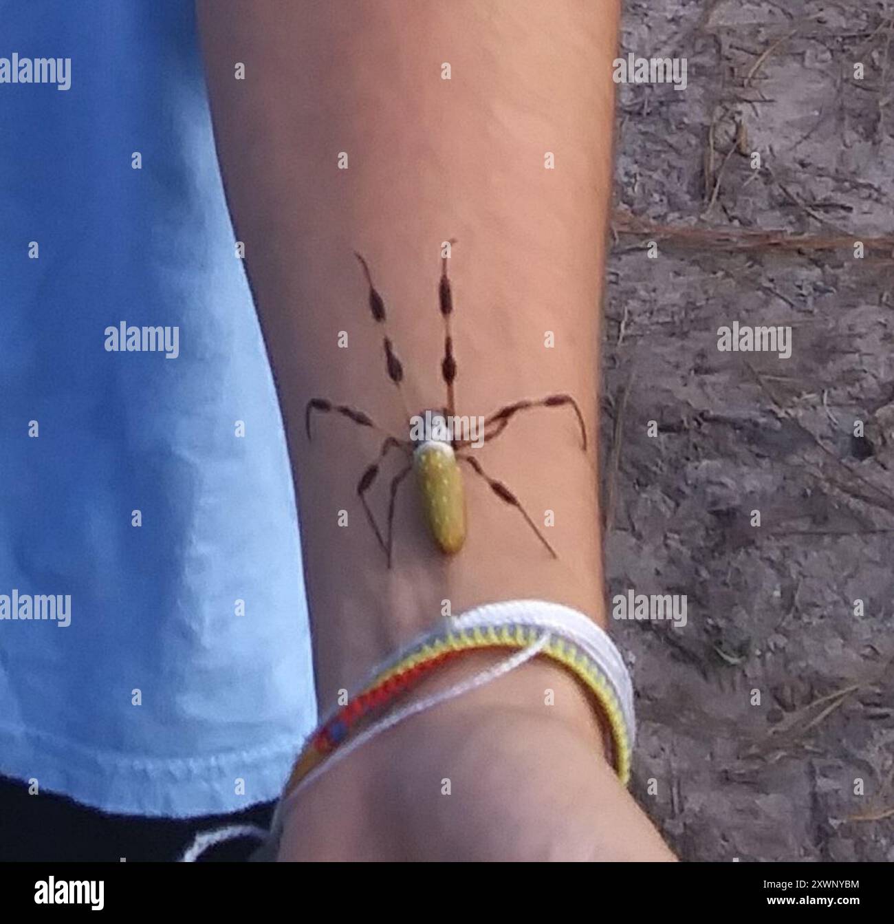 Golden Silk Spider (Trichonephila clavipes) Arachnida Stock Photo - Alamy