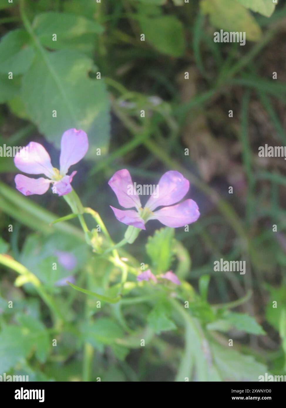 wild and domestic radish (Raphanus raphanistrum sativus) Plantae Stock ...