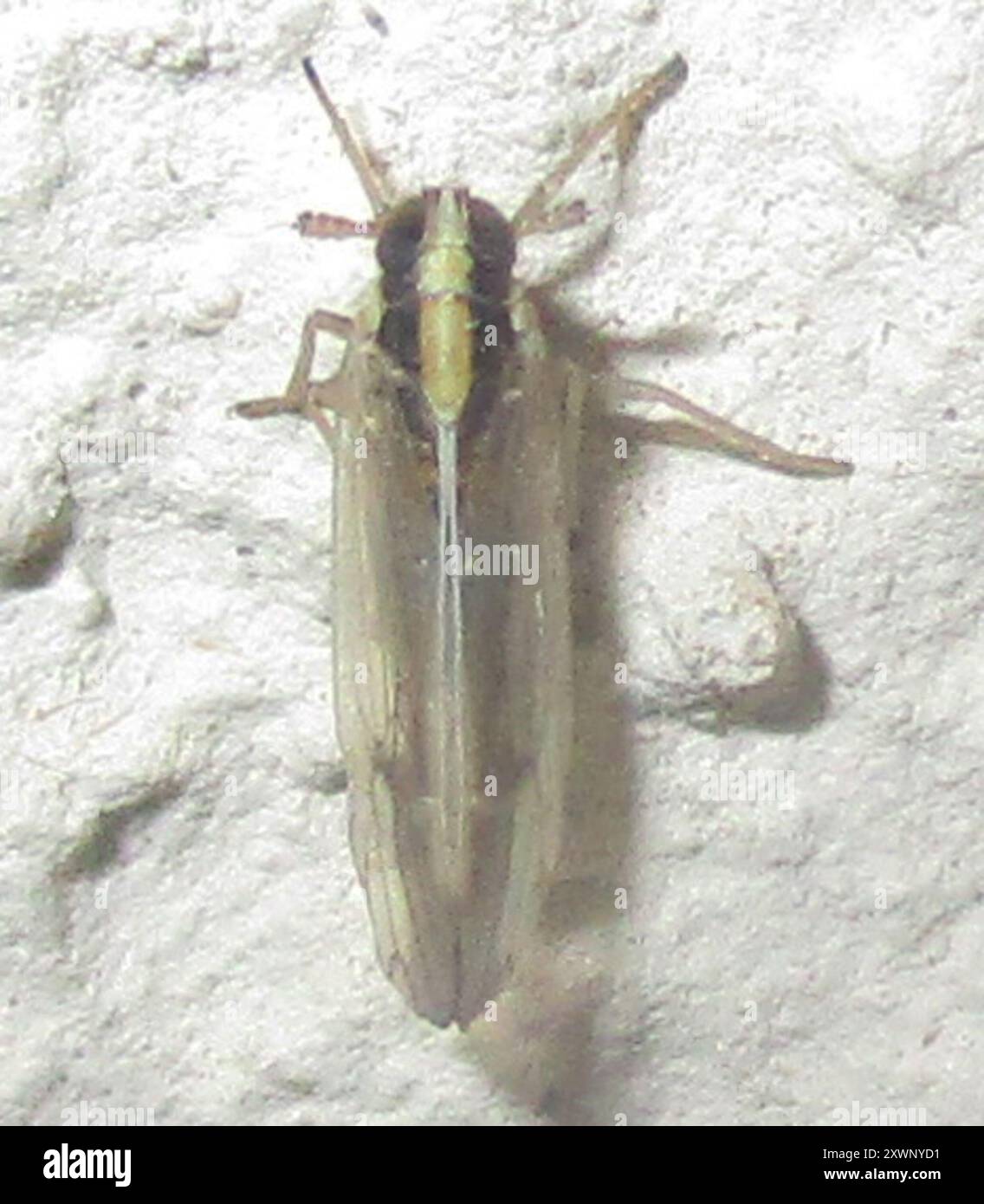 Delphacid Planthoppers (Delphacidae) Insecta Stock Photo - Alamy