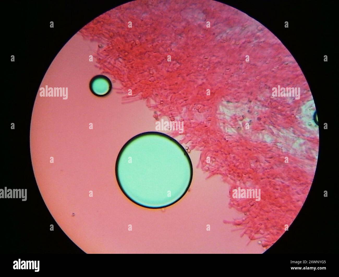 Asian Beauty (Radulomyces copelandii) Fungi Stock Photo - Alamy