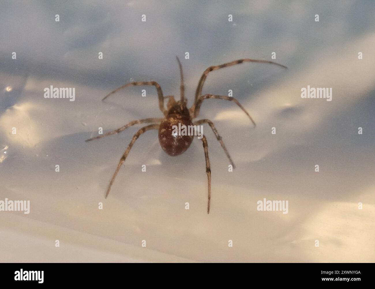 Triangulate Combfoot (Steatoda triangulosa) Arachnida Stock Photo - Alamy