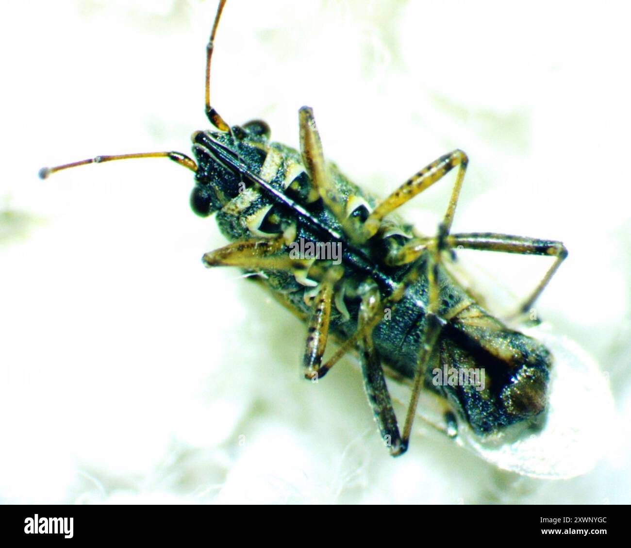 False chinch bugs (Nysius) Insecta Stock Photo - Alamy