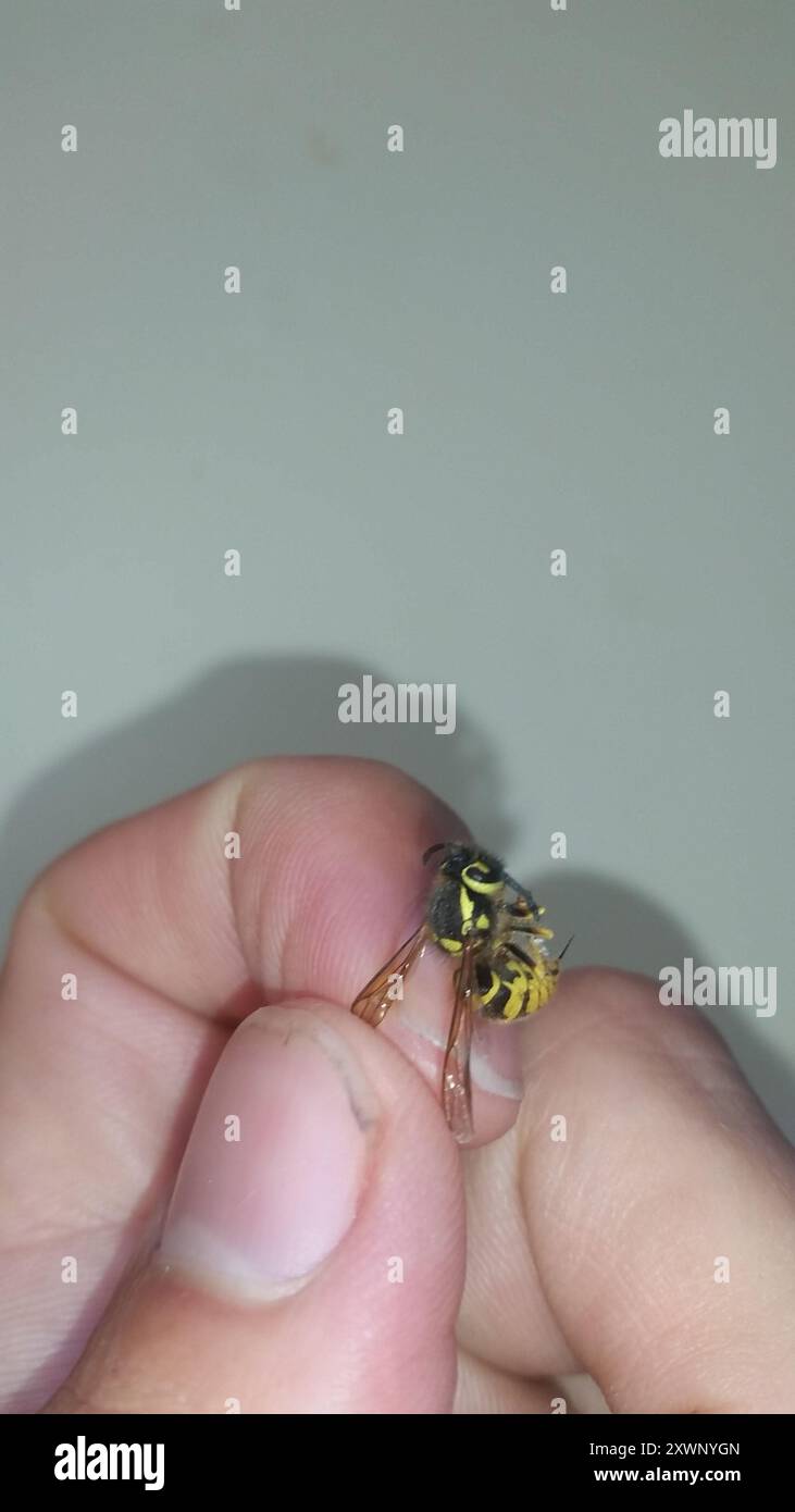 Western Yellowjacket (Vespula pensylvanica) Insecta Stock Photo - Alamy