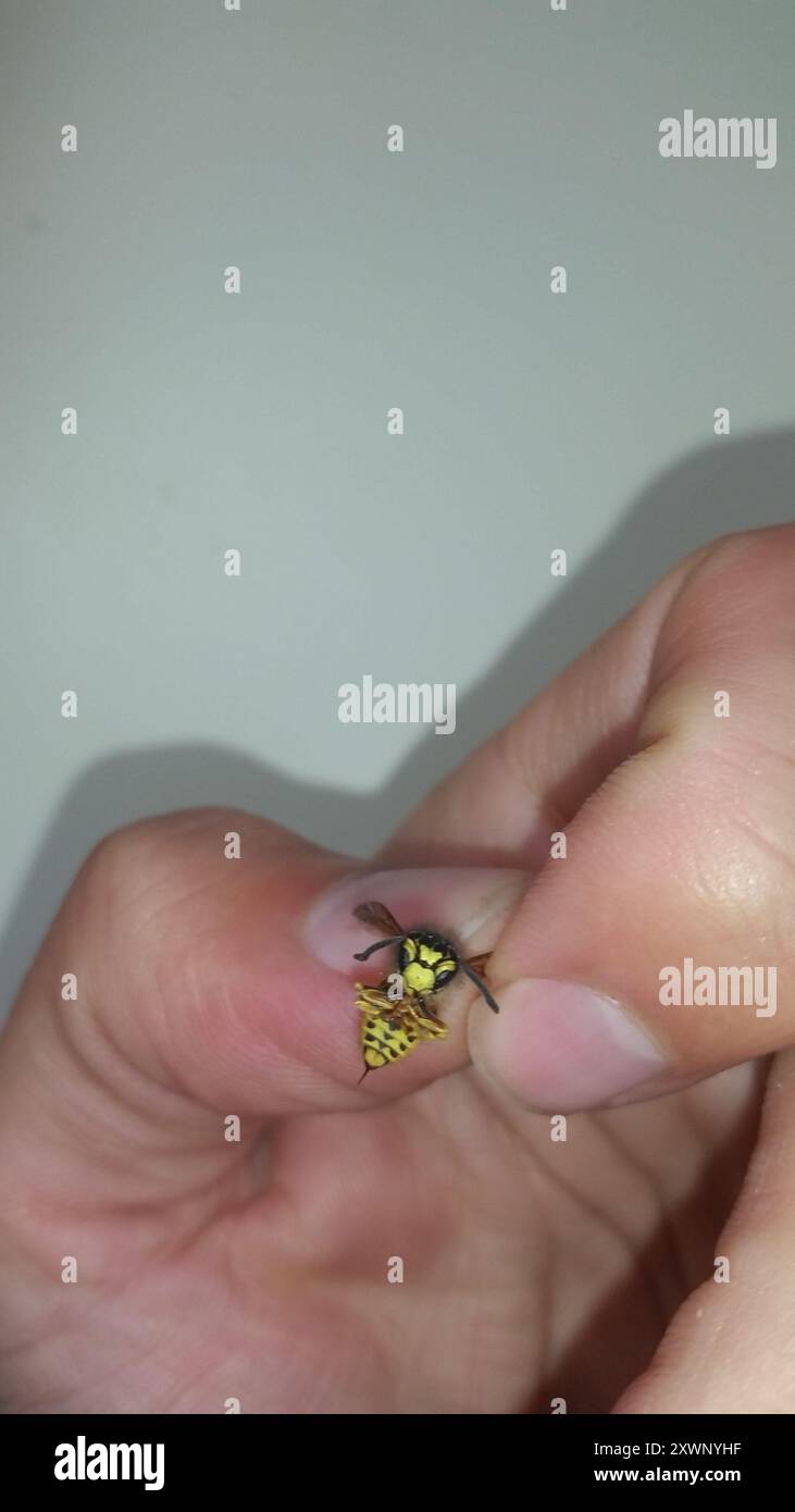 Western Yellowjacket (Vespula pensylvanica) Insecta Stock Photo - Alamy