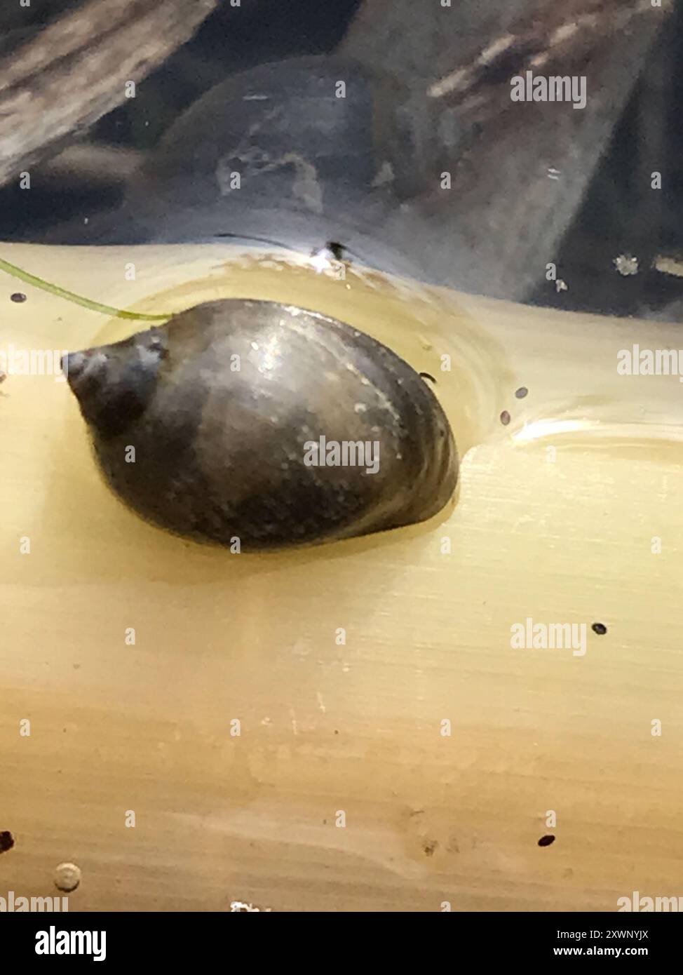 Bladder Snails (Physidae) Mollusca Stock Photo - Alamy