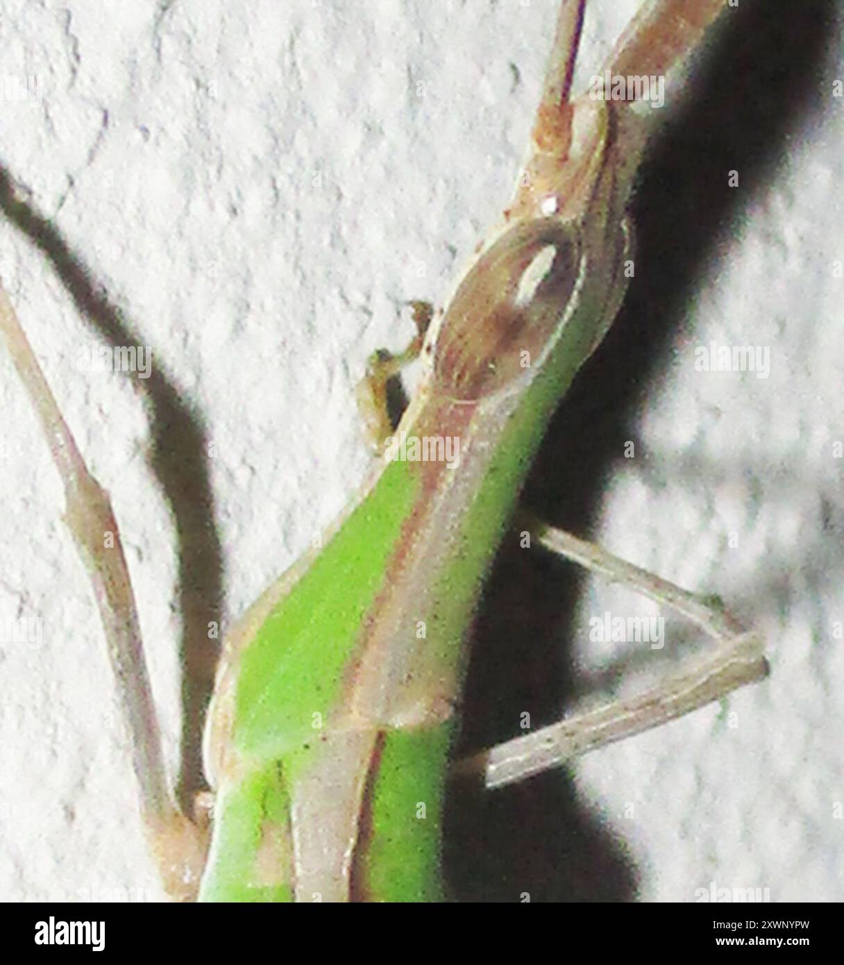 Silent Slant-faced Grasshoppers (Acridinae) Insecta Stock Photo - Alamy