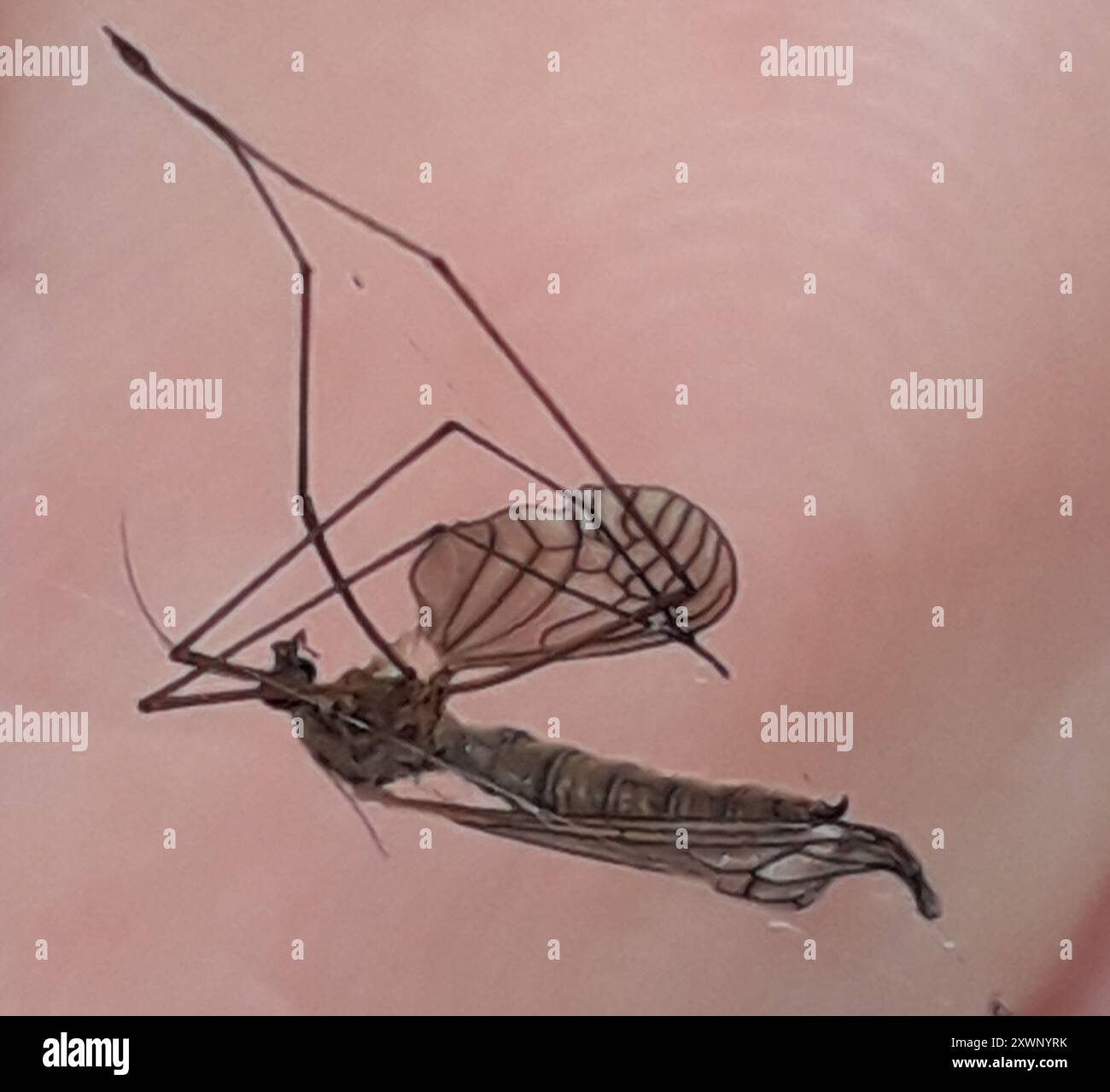 Winter Gnat (Trichocera annulata) Insecta Stock Photo - Alamy