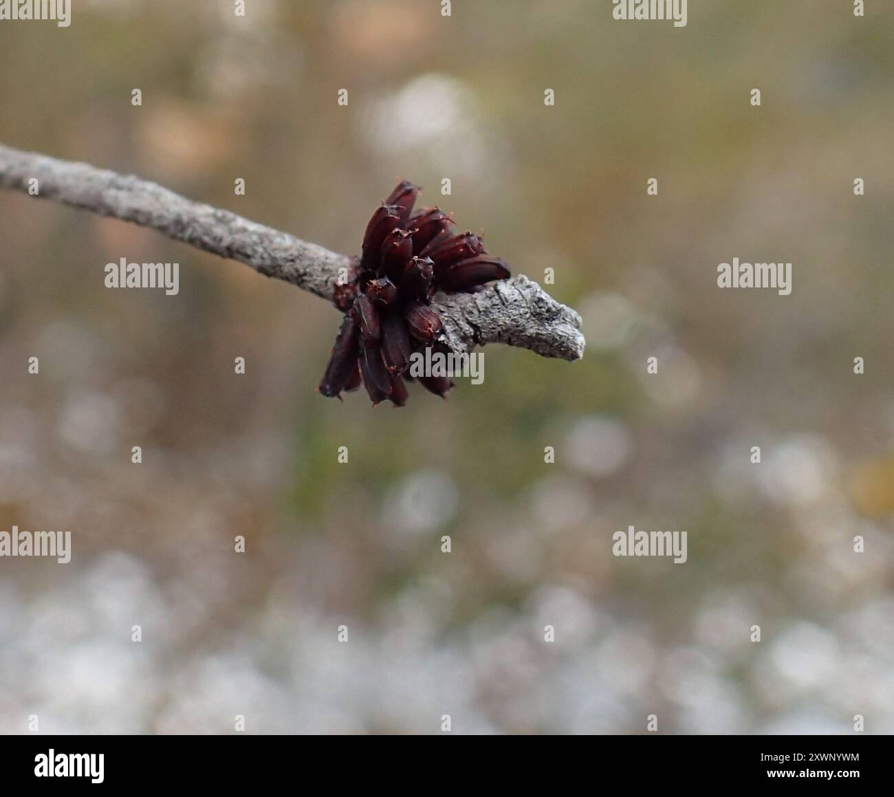 Paropsis hi-res stock photography and images - Alamy