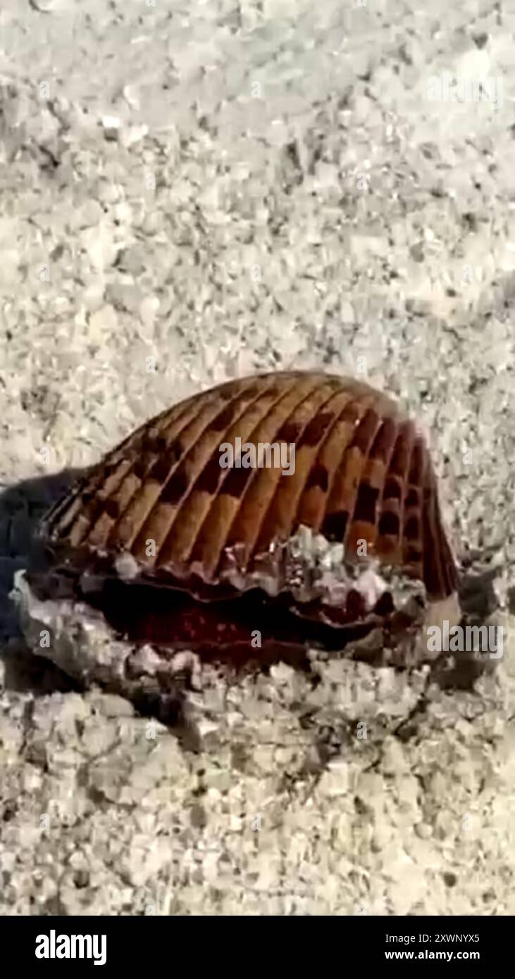 Giant Atlantic Cockle (Dinocardium robustum) Mollusca Stock Photo - Alamy