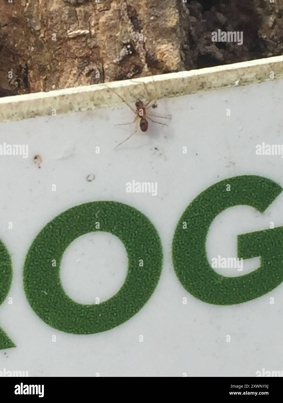 Ground and Ant-mimic Sac Spiders (Corinnidae) Arachnida Stock Photo - Alamy