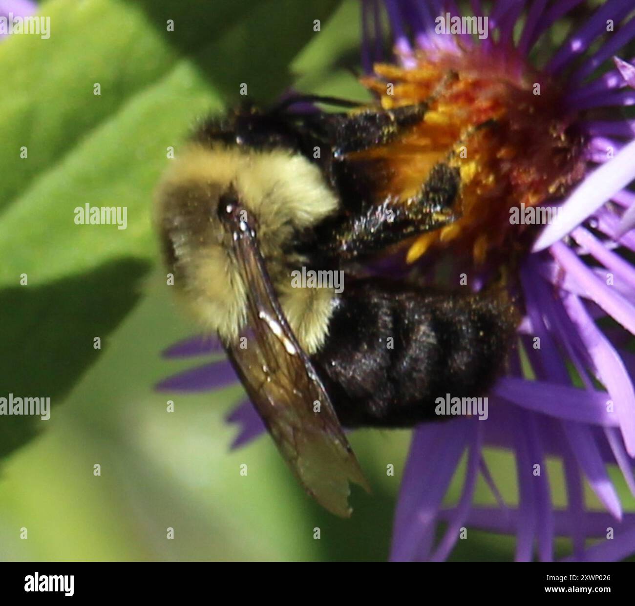 Common Eastern Bumble Bee (Bombus impatiens) Insecta Stock Photo - Alamy