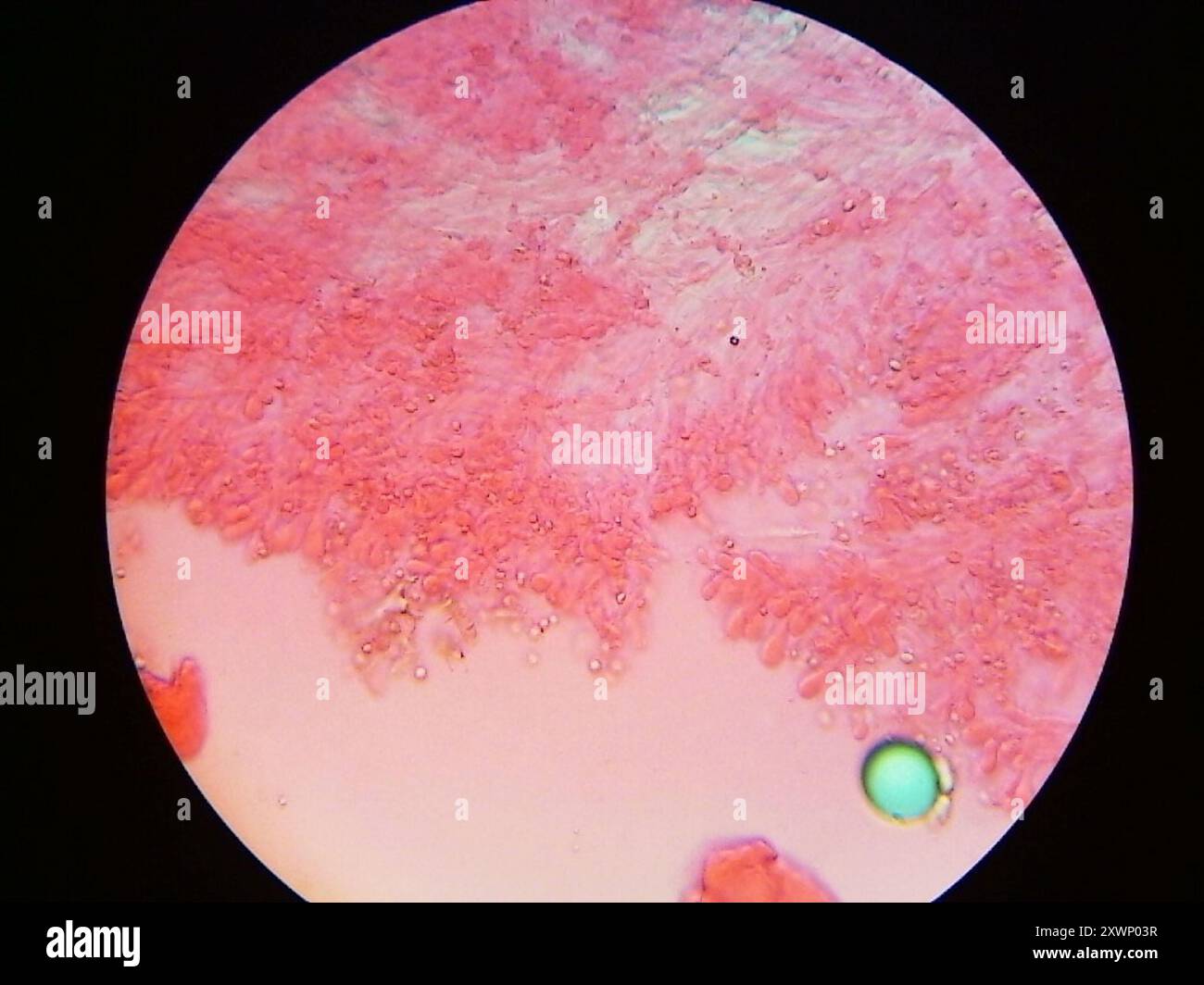 Asian Beauty (Radulomyces copelandii) Fungi Stock Photo - Alamy