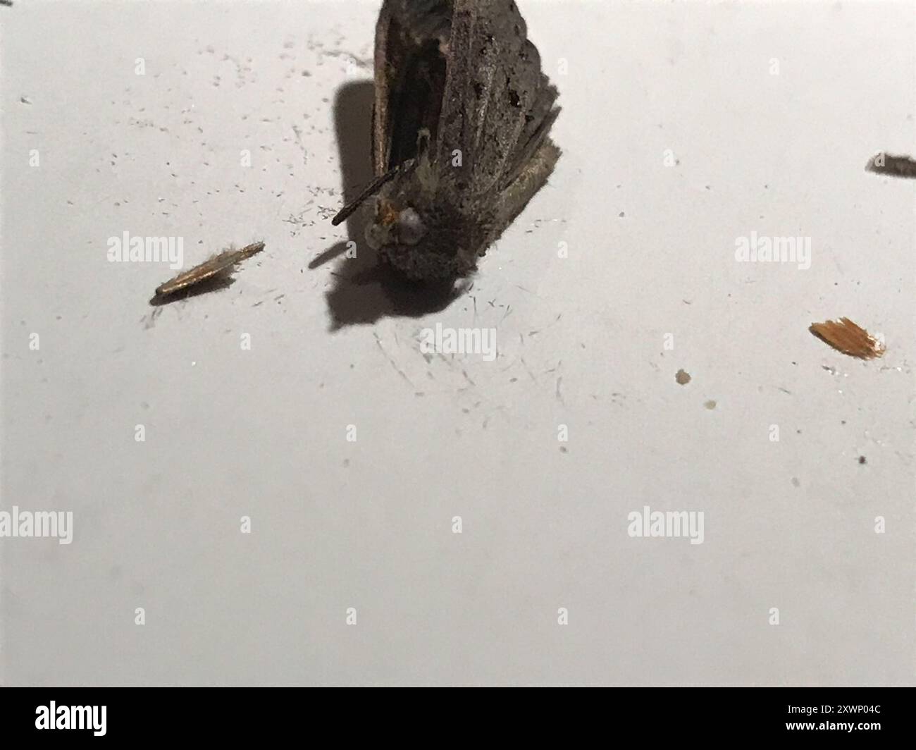 Underwing, Tiger, Tussock, and Allied Moths (Erebidae) Insecta Stock ...