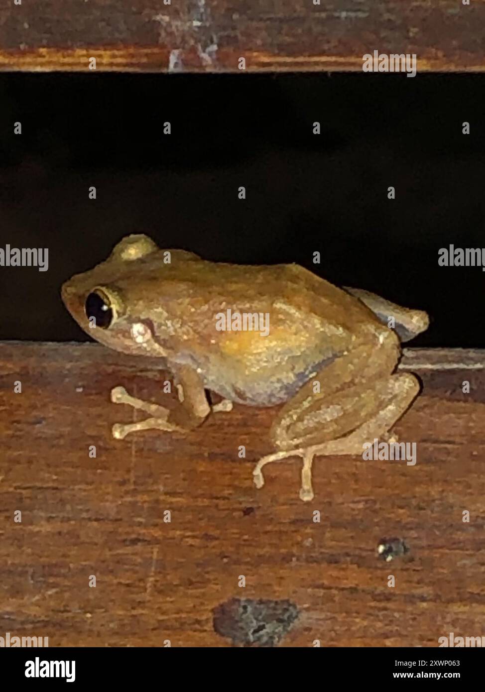 Common Coqui (Eleutherodactylus coqui) Amphibia Stock Photo - Alamy