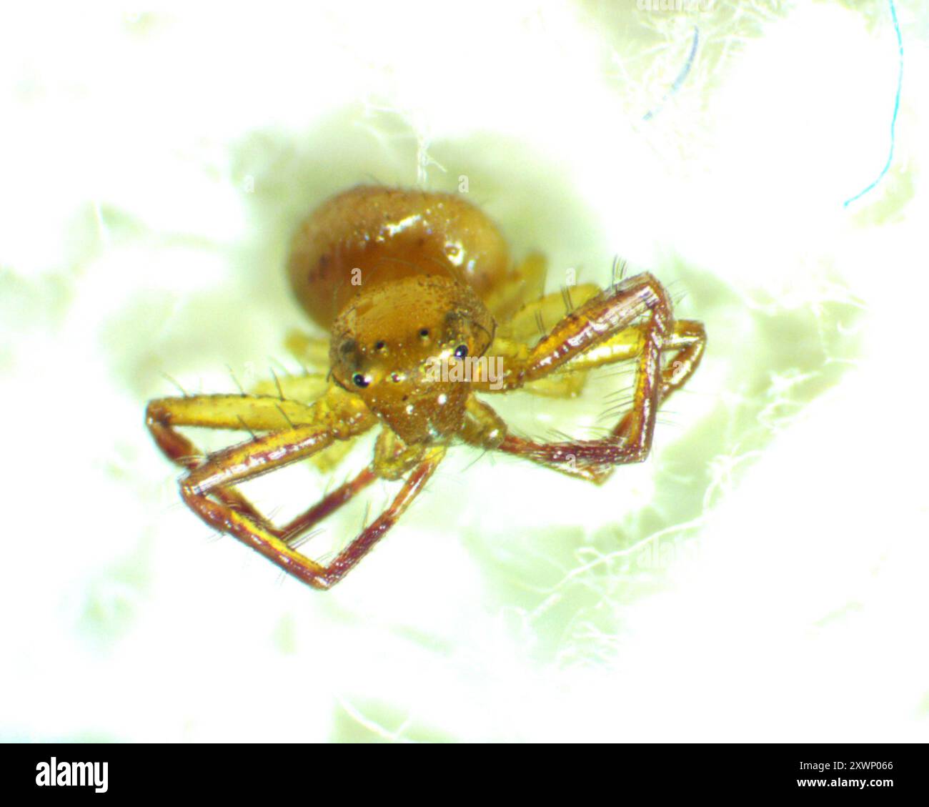 Black-banded Crab Spider (Synema parvulum) Arachnida Stock Photo - Alamy