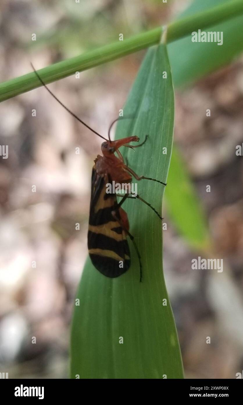 Nuptial Scorpionfly (Panorpa nuptialis) Insecta Stock Photo - Alamy