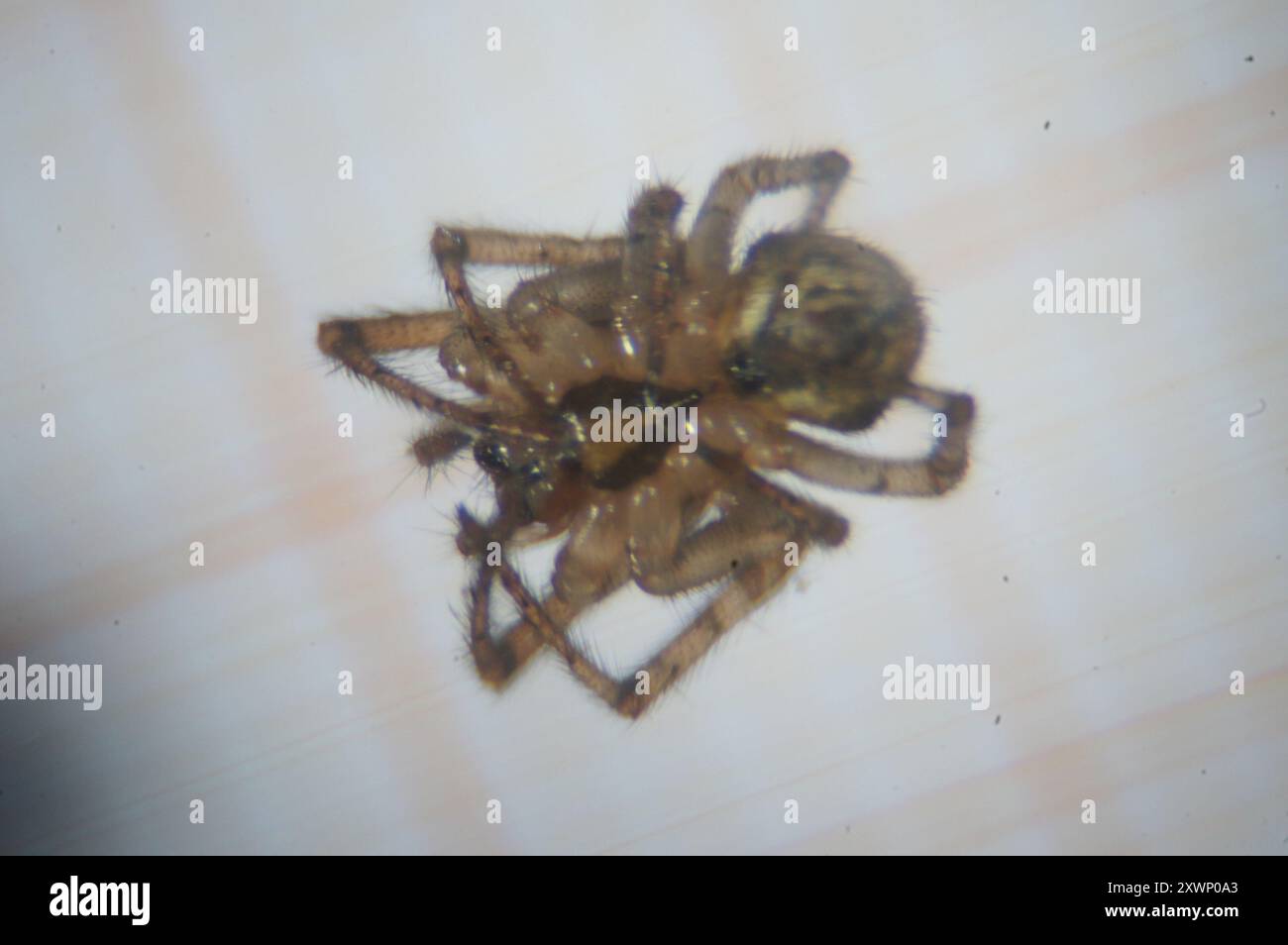 Silver-sided Sector Spider (Zygiella x-notata) Arachnida Stock Photo ...