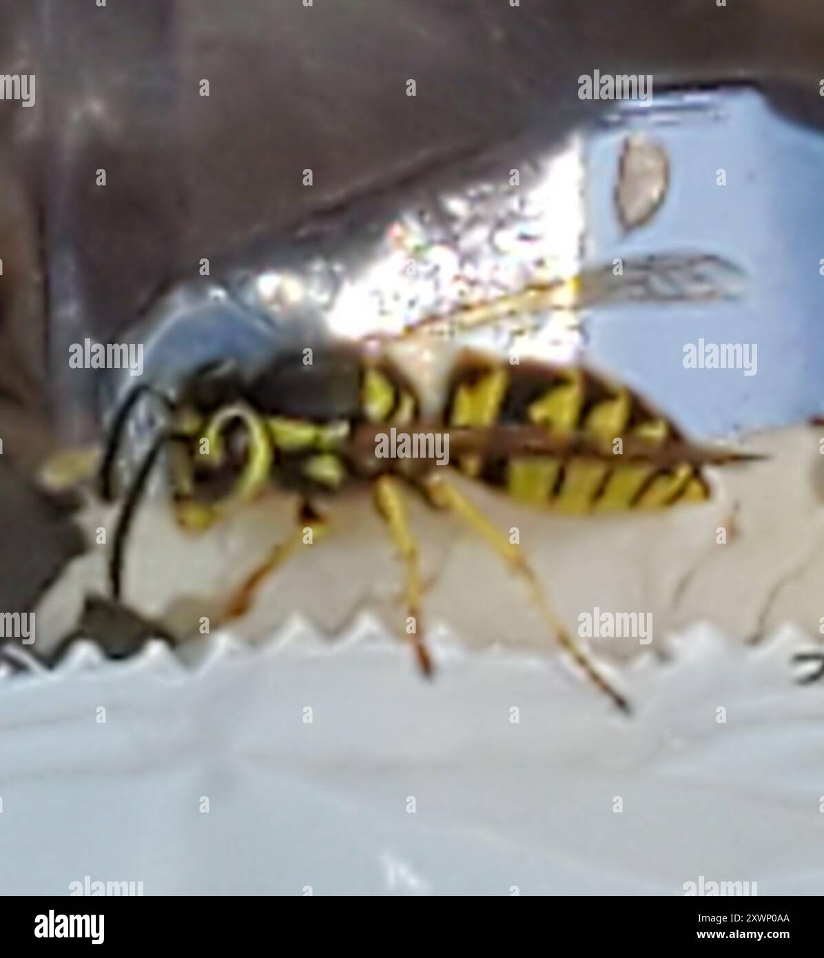 Western Yellowjacket (Vespula pensylvanica) Insecta Stock Photo - Alamy