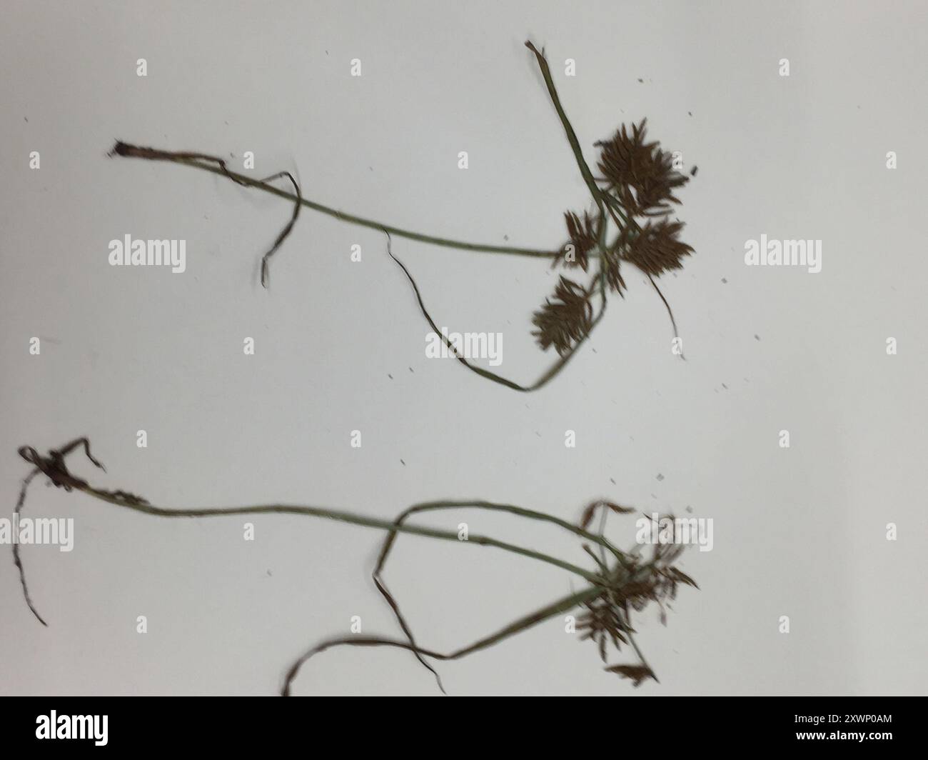 redroot flatsedge (Cyperus erythrorhizos) Plantae Stock Photo - Alamy