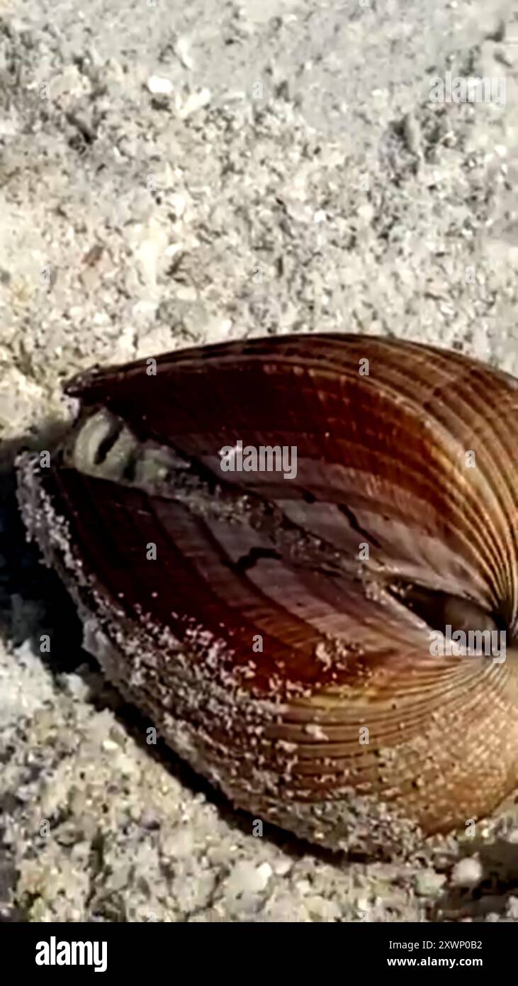 Giant Atlantic Cockle (Dinocardium robustum) Mollusca Stock Photo - Alamy