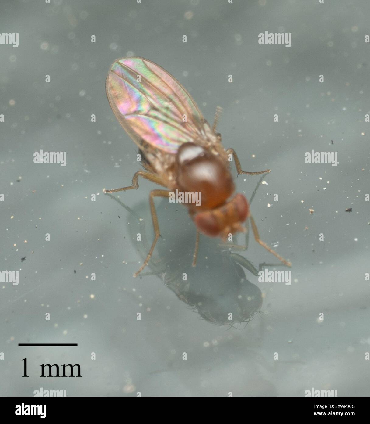 Small Fruit Flies (Drosophila) Insecta Stock Photo - Alamy