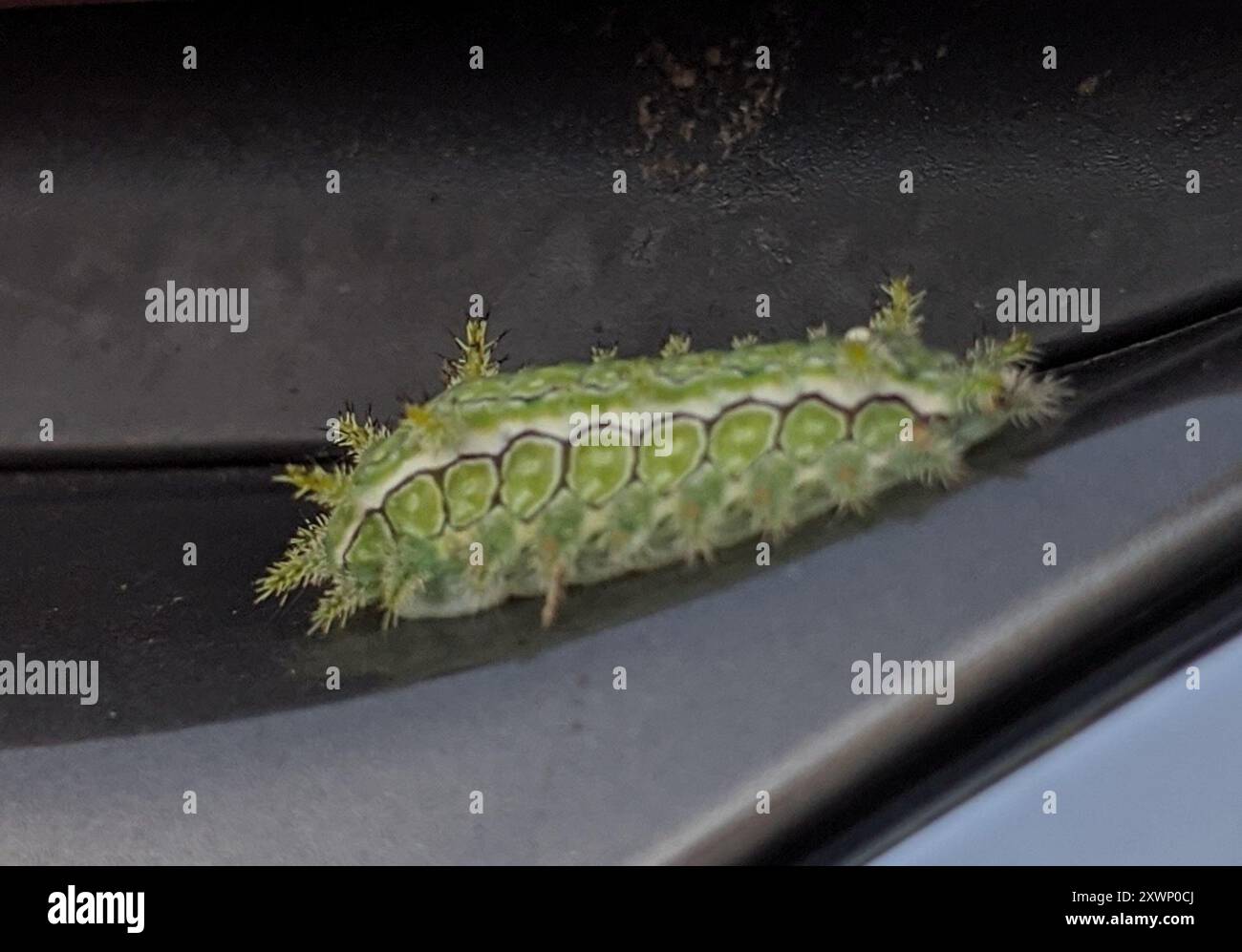 Euclea slug moth hi-res stock photography and images - Alamy