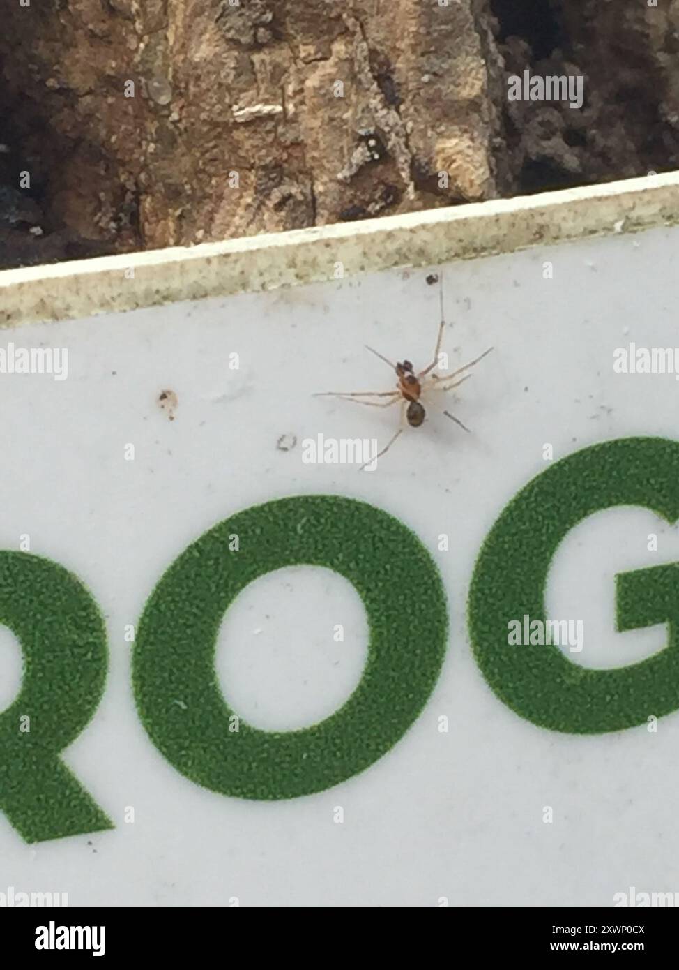 Ground and Ant-mimic Sac Spiders (Corinnidae) Arachnida Stock Photo - Alamy