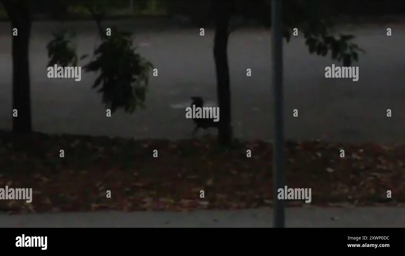 Eastern Australian Raven (Corvus coronoides coronoides) Aves Stock ...