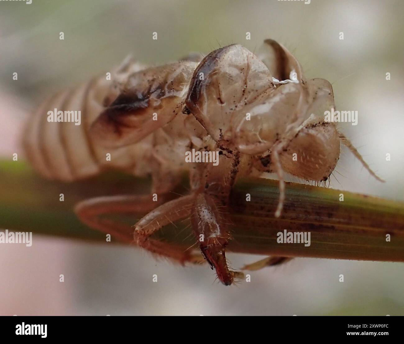 Cicadas (Cicadoidea) Insecta Stock Photo - Alamy