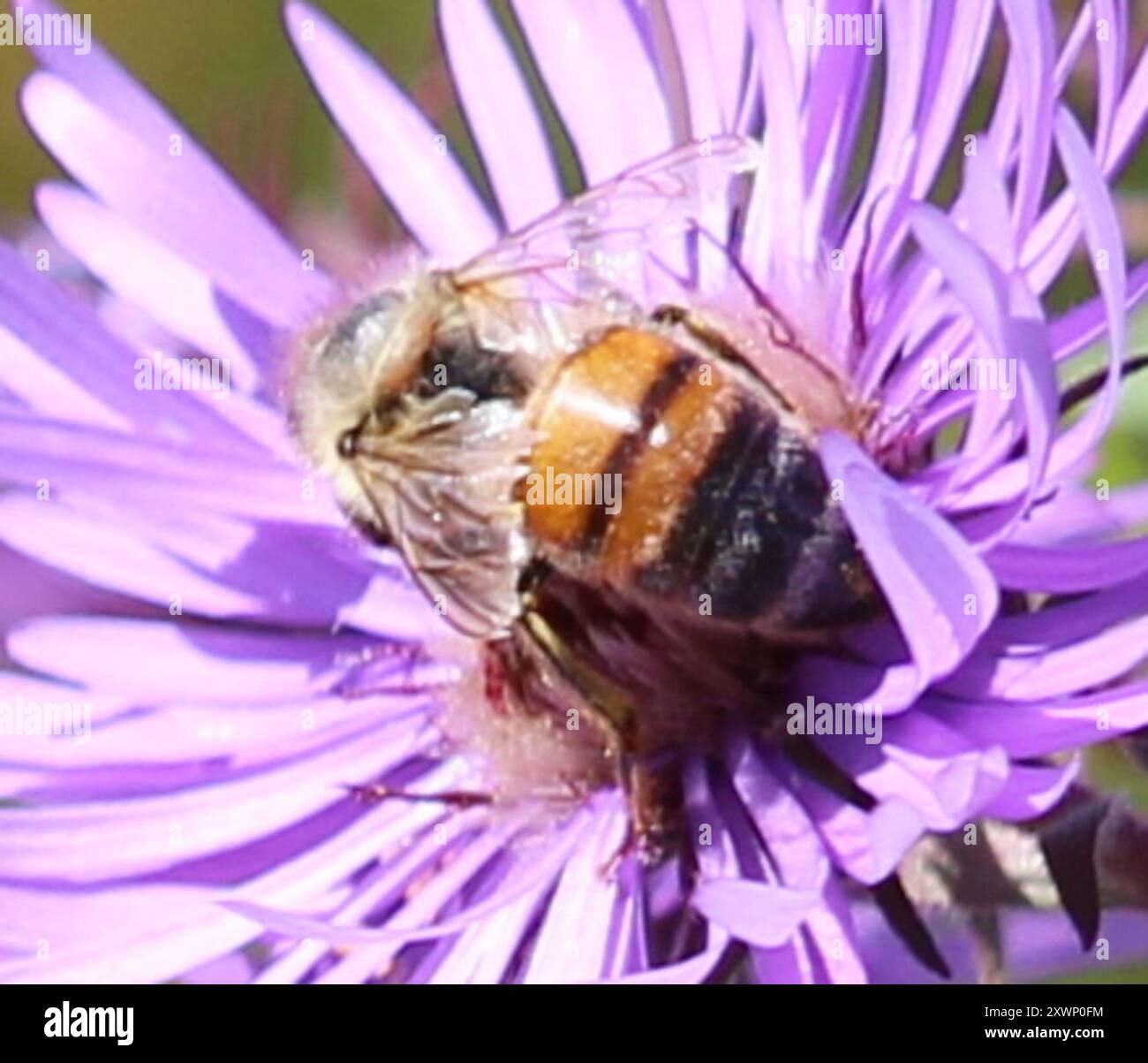 Western Honey Bee (Apis mellifera) Insecta Stock Photo - Alamy