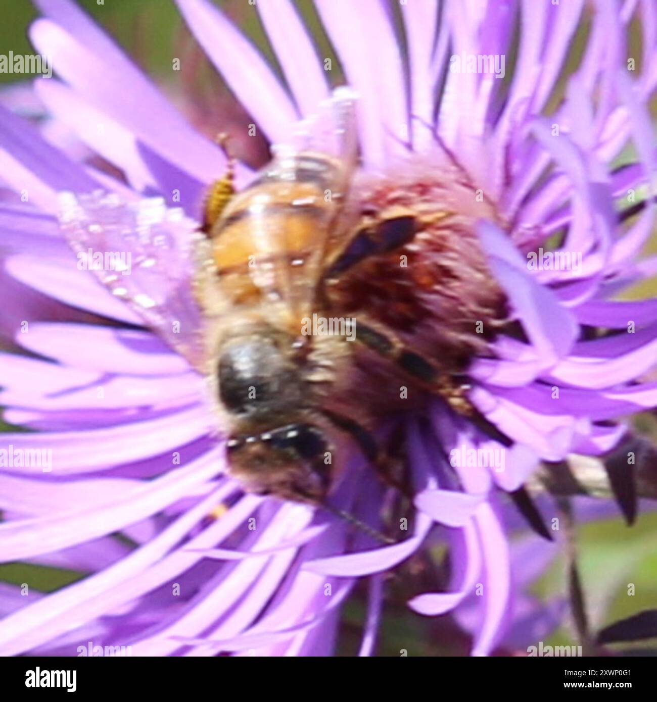 Western Honey Bee (Apis mellifera) Insecta Stock Photo - Alamy