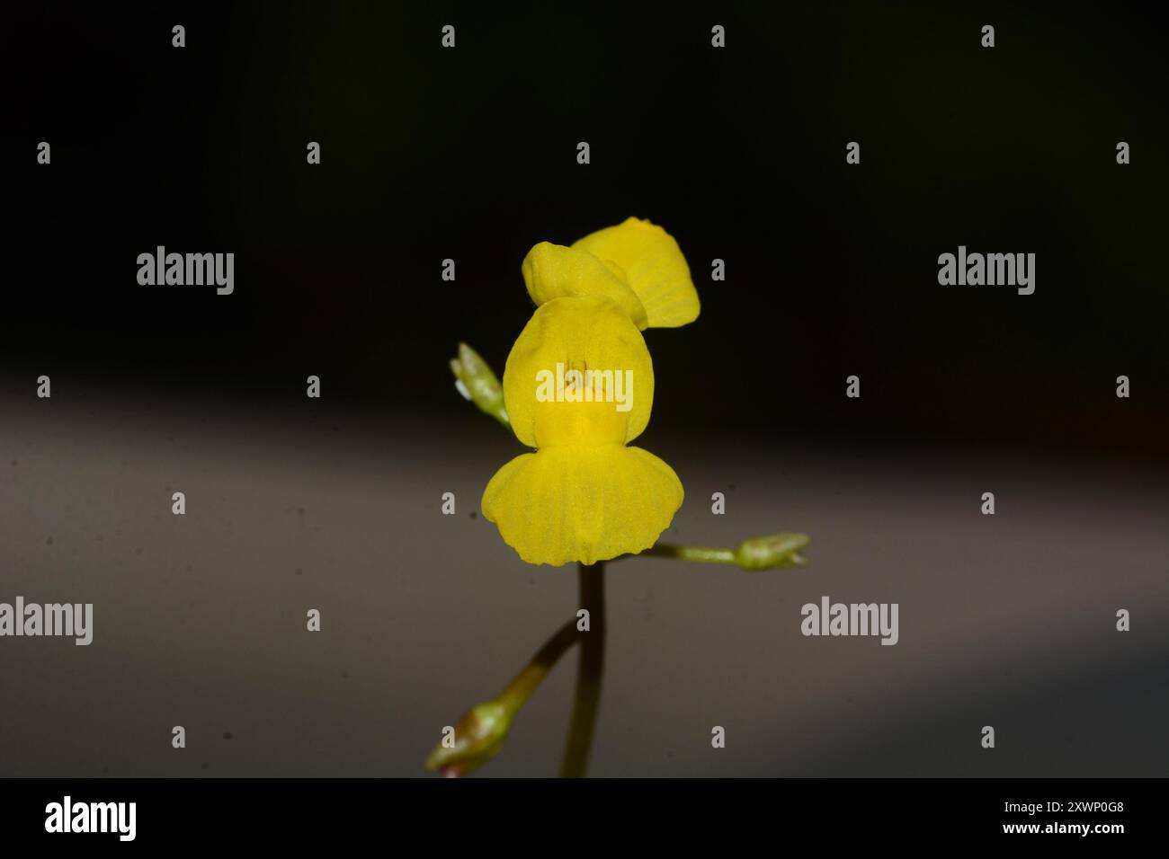 Golden Bladderwort (Utricularia aurea) Plantae Stock Photo - Alamy